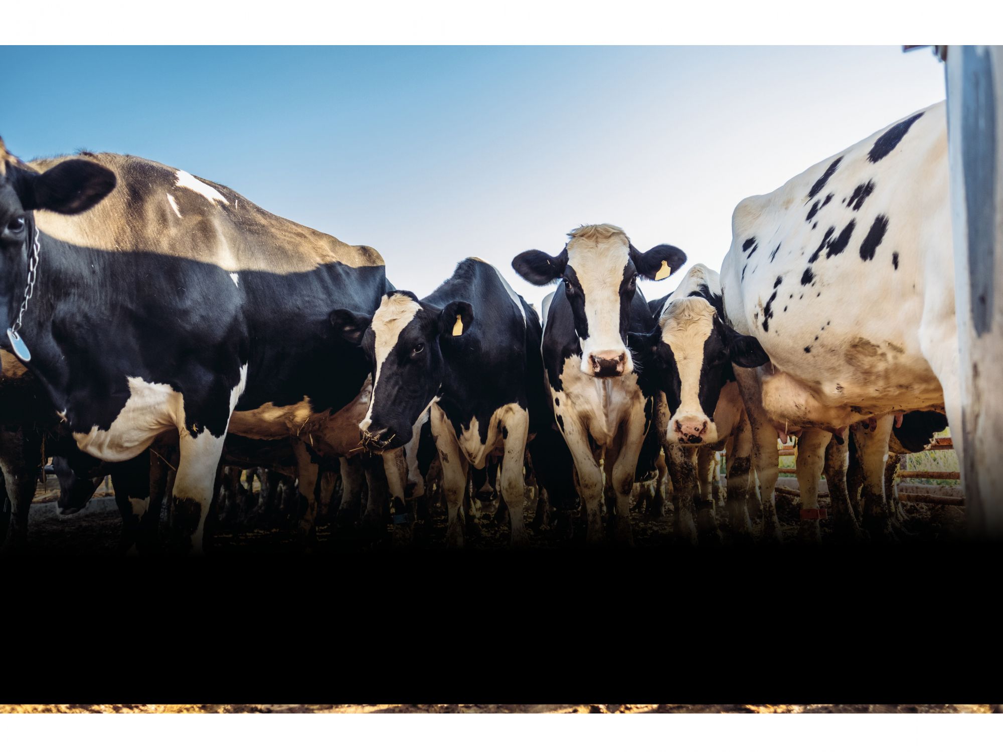 Farm Transitions Australia